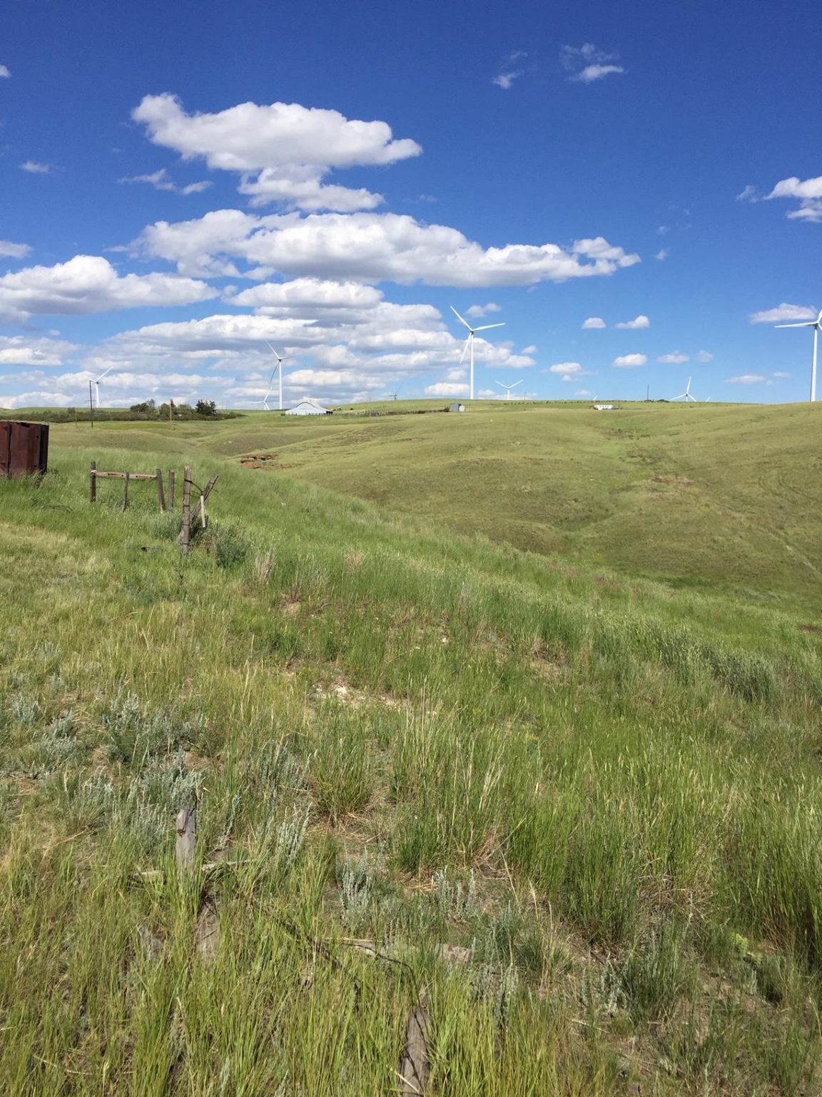 H & J Quarters Farm No Wind | Ethridge Montana | Fay Ranches