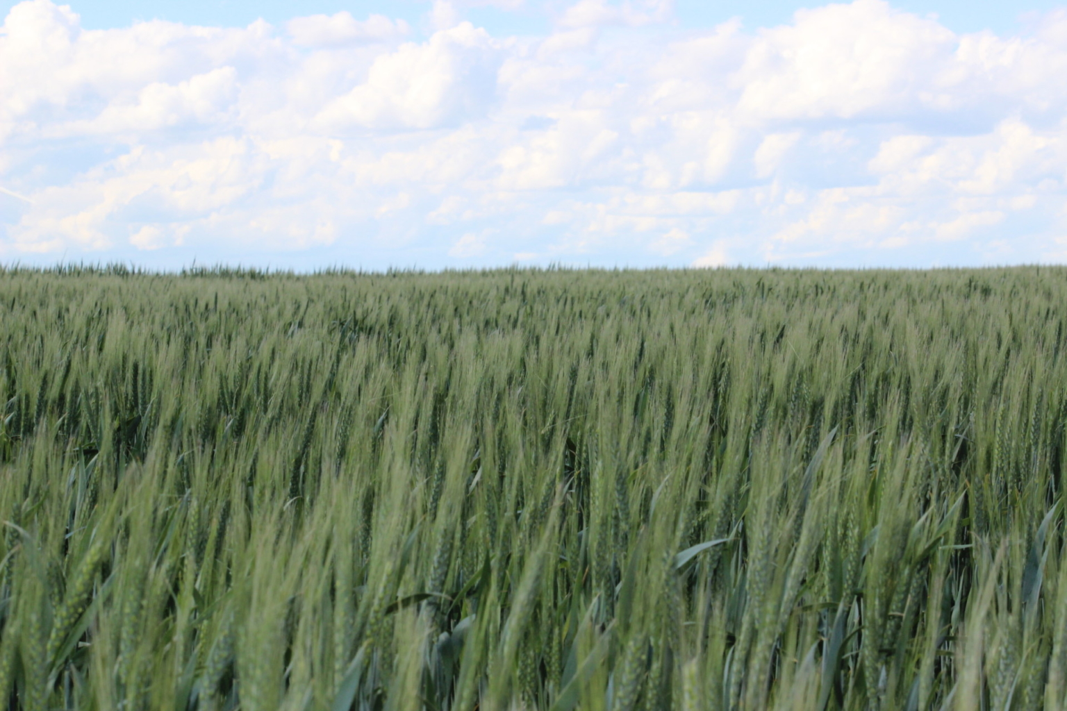 H & J Quarters Farm No Wind | Ethridge Montana | Fay Ranches