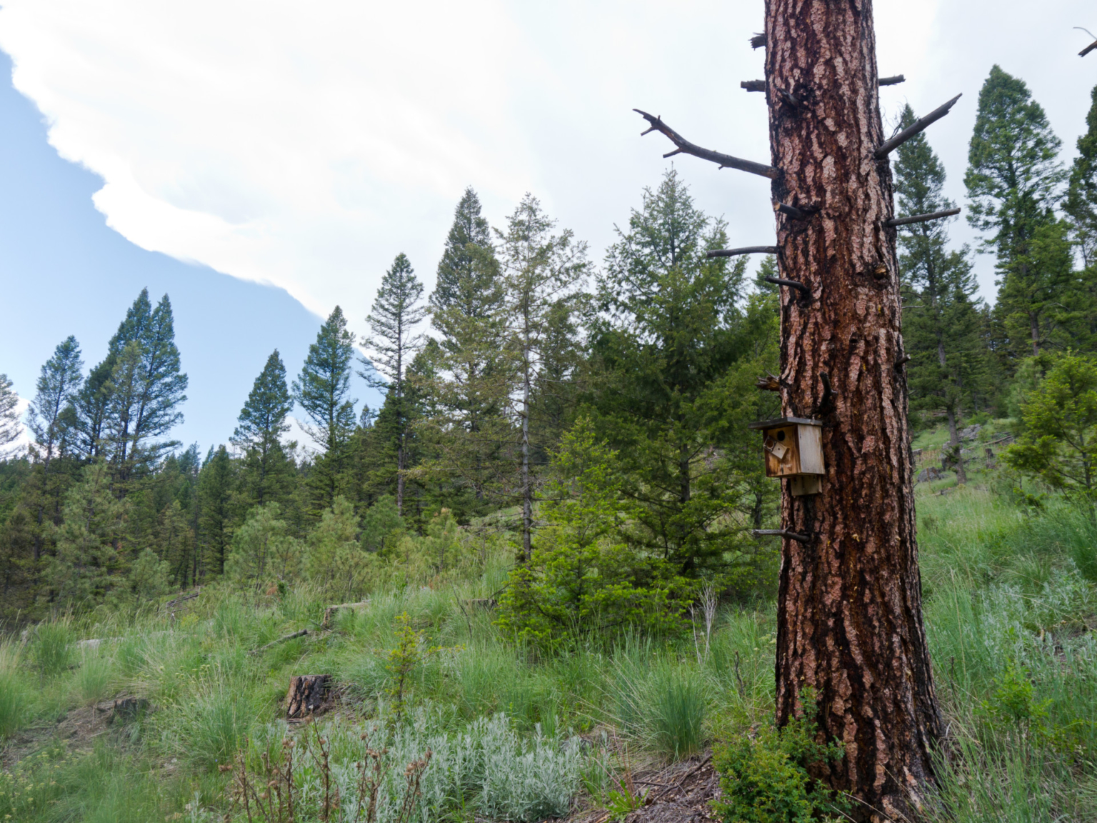 Rattlesnake Creek Ranch | Clancy Montana | Fay Ranches