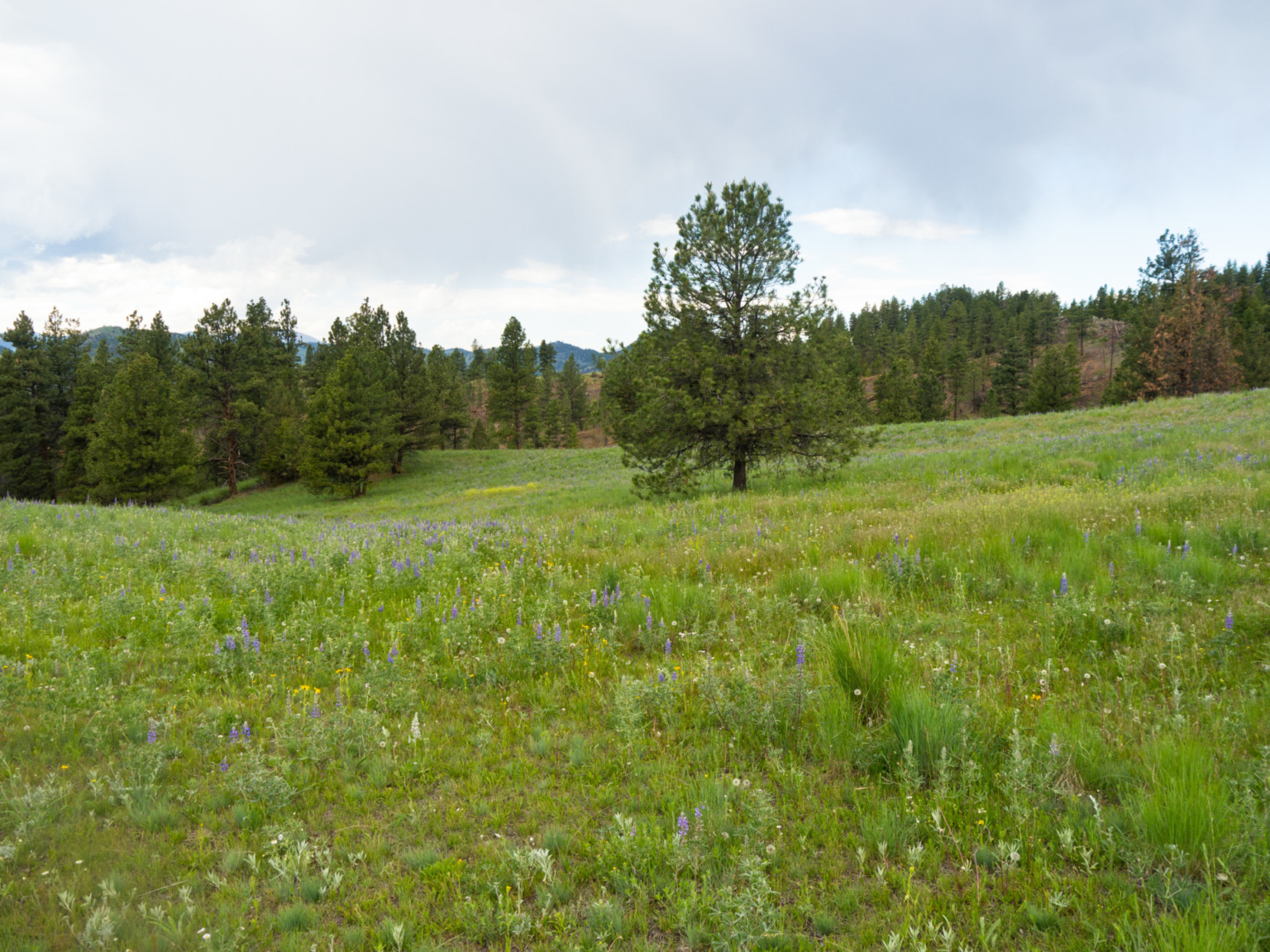 Rattlesnake Creek Ranch | Clancy Montana | Fay Ranches
