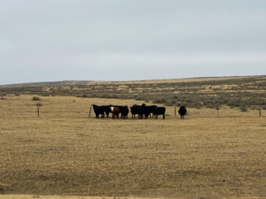 Whiskey River Ranch | Melstone Montana | Fay Ranches