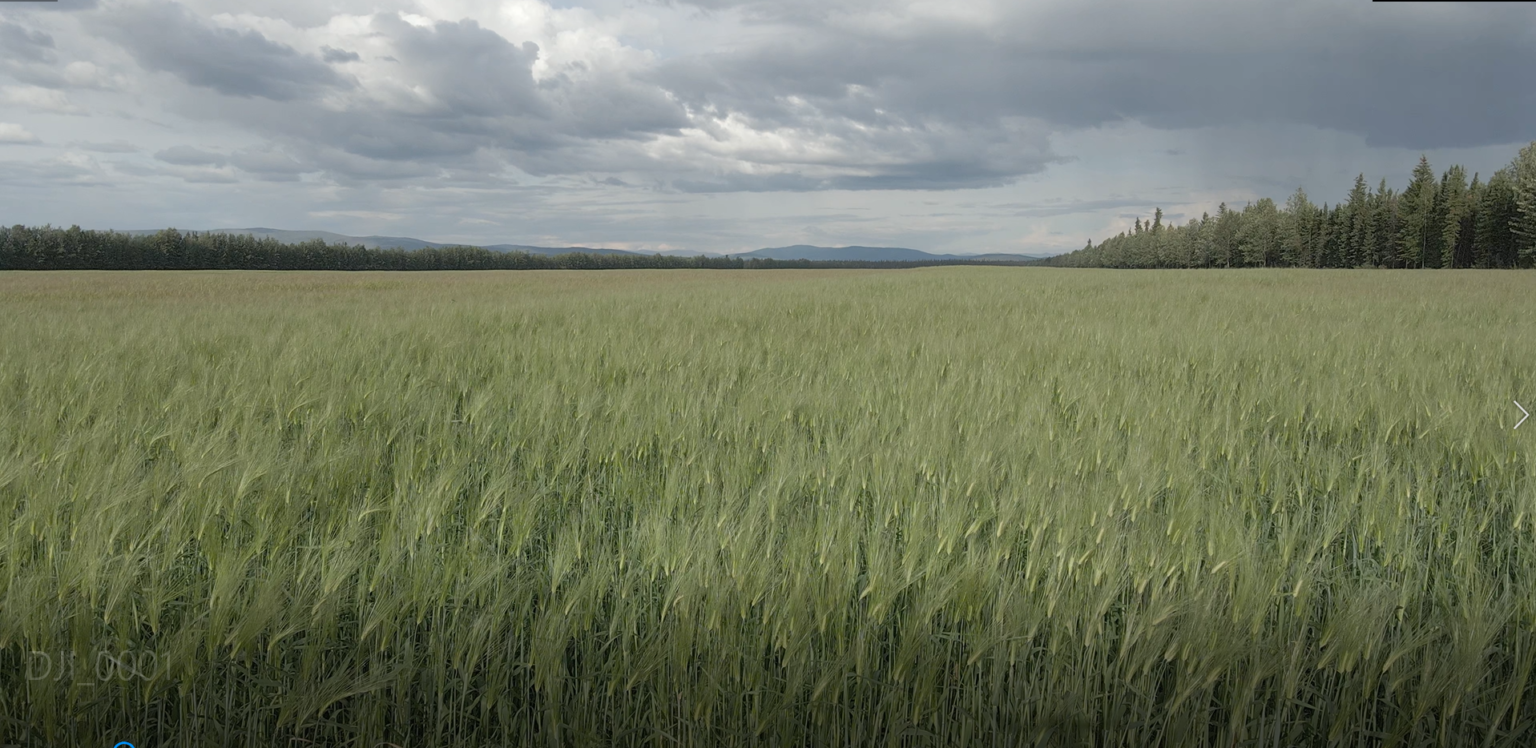 Schultz Farms | Delta Junction Alaska | Fay Ranches