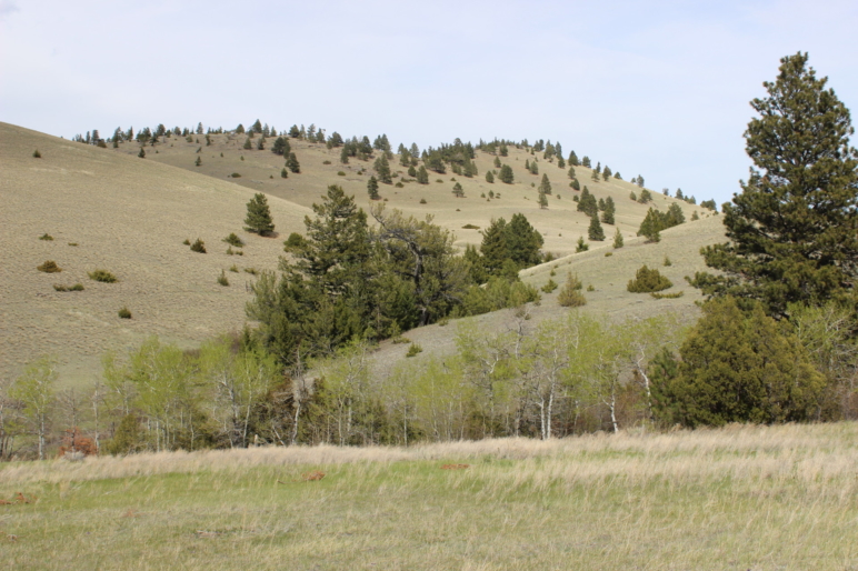Stagecoach Road Ranch | Helena Montana | Fay Ranches