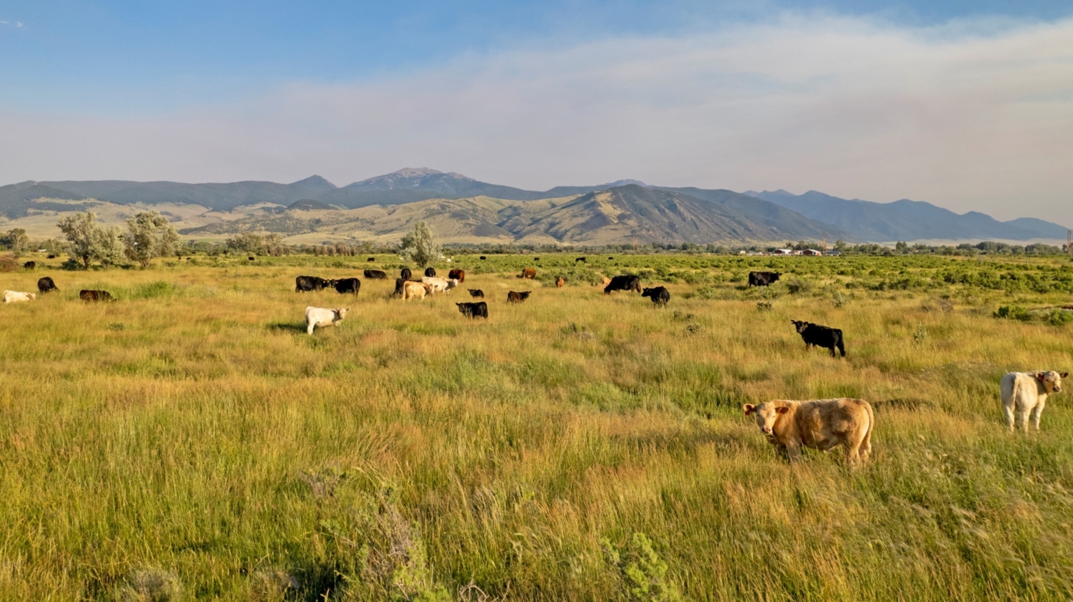 Clear Springs Ranch | Whitehall Montana | Fay Ranches