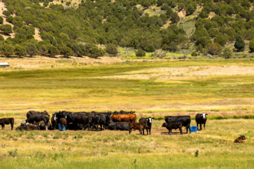 Cattle Ranching Land For Sale | Mixed-use Ranches | Fay Ranches
