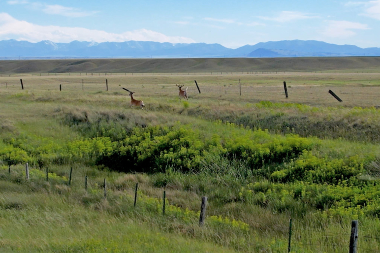 Wapiti Ranch - Montana | Fay Ranches