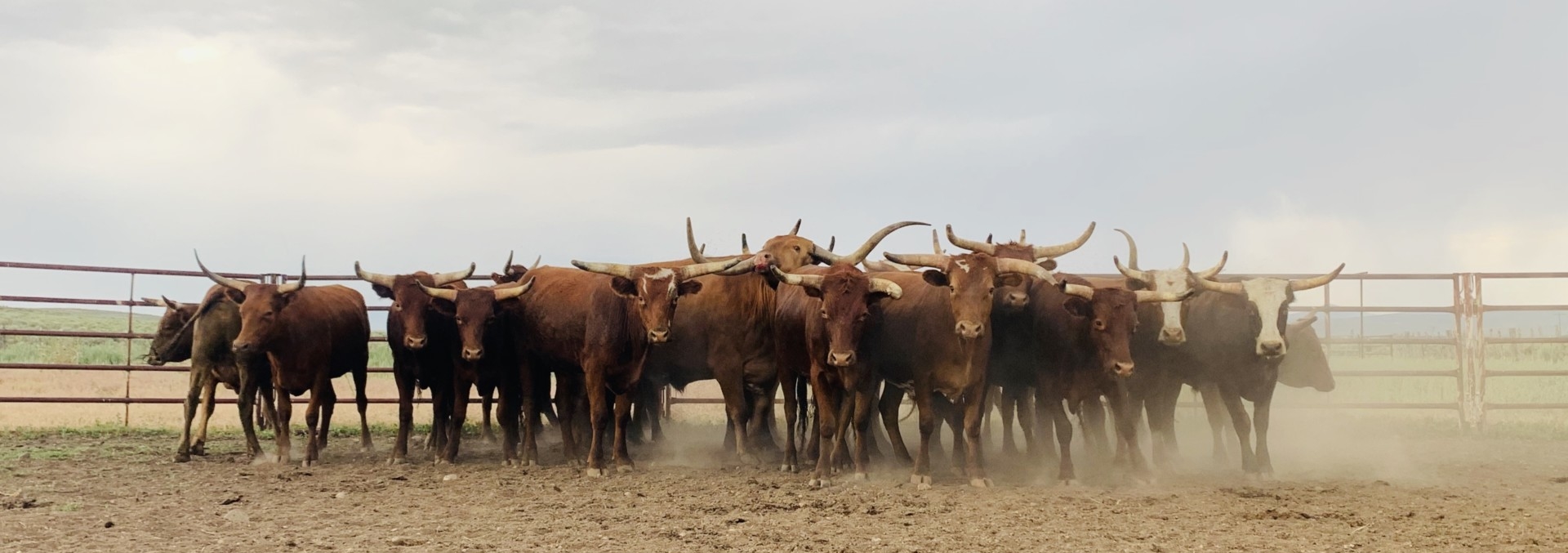 Ariat WSTR Team | Fay Ranches