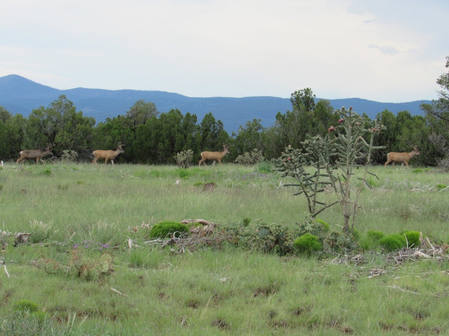 Mesa Springs Ranch | Ribera New Mexico | Fay Ranches