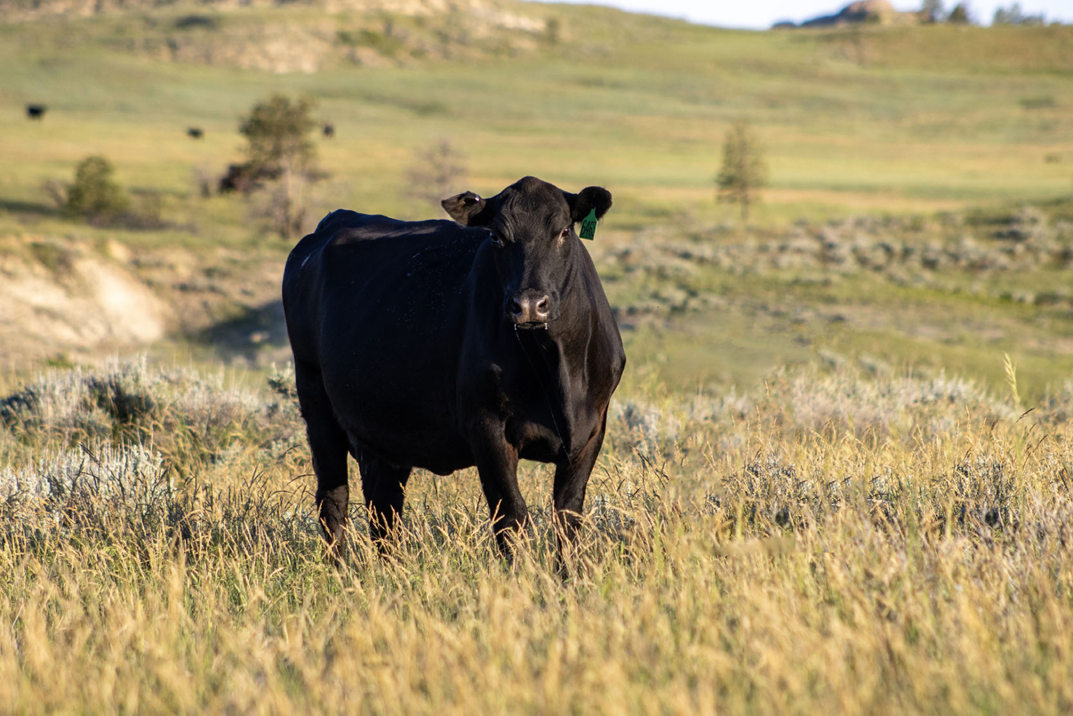 Missouri River Breaks Square Butte Ranch | Sand Springs Montana | Fay ...