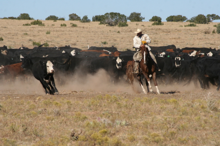 Ox Yoke Ranch | Holbrook Arizona | Fay Ranches