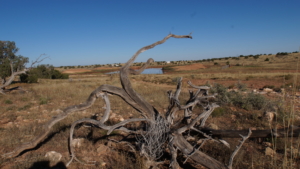 Ox Yoke Ranch | Holbrook Arizona | Fay Ranches