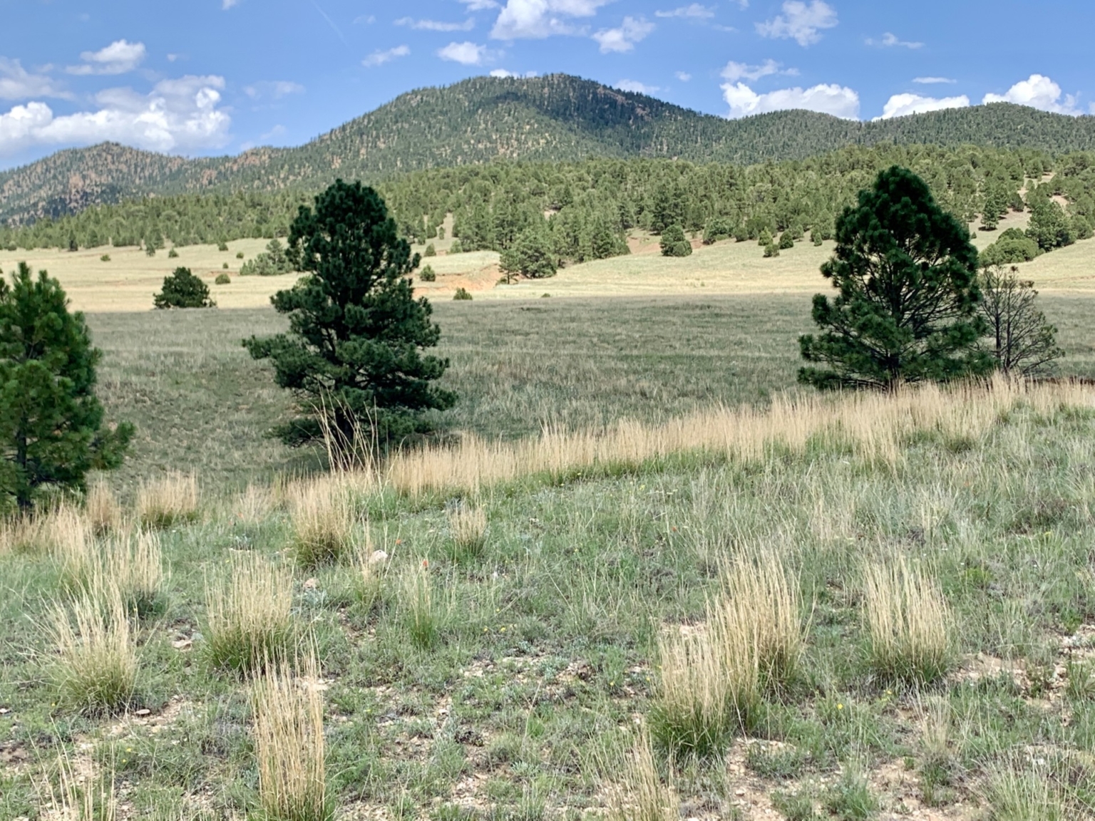 Romero Hills Ranch | Mora New Mexico | Fay Ranches