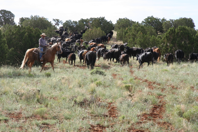 Ox Yoke Ranch | Holbrook Arizona | Fay Ranches