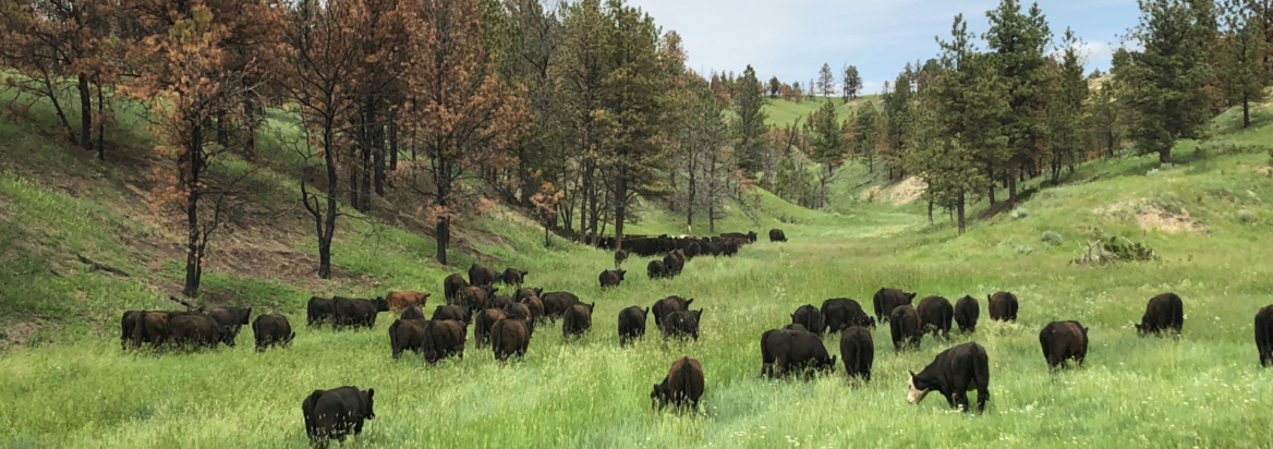 Missouri River Breaks Square Butte Ranch | Sand Springs Montana | Fay ...