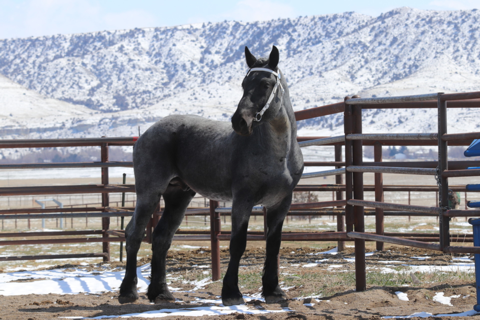 Buffalo Jump Equestrian Estate | Three Forks Montana | Fay Ranches