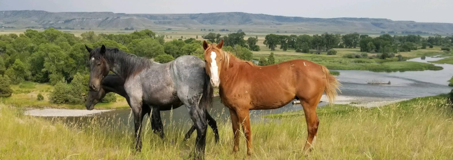 Buffalo Jump Equestrian Estate | Three Forks Montana | Fay Ranches