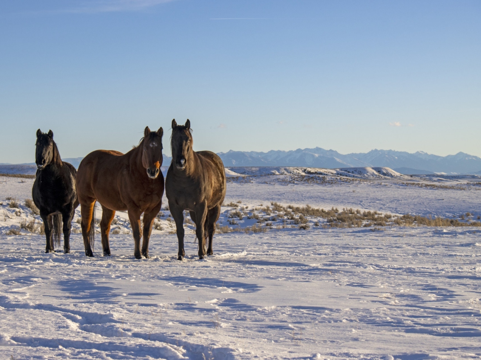 Crazy Peaks | Wilsall Montana | Fay Ranches