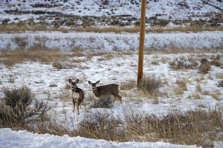 Elk Creek Ranch | Wilsall Montana | Fay Ranches