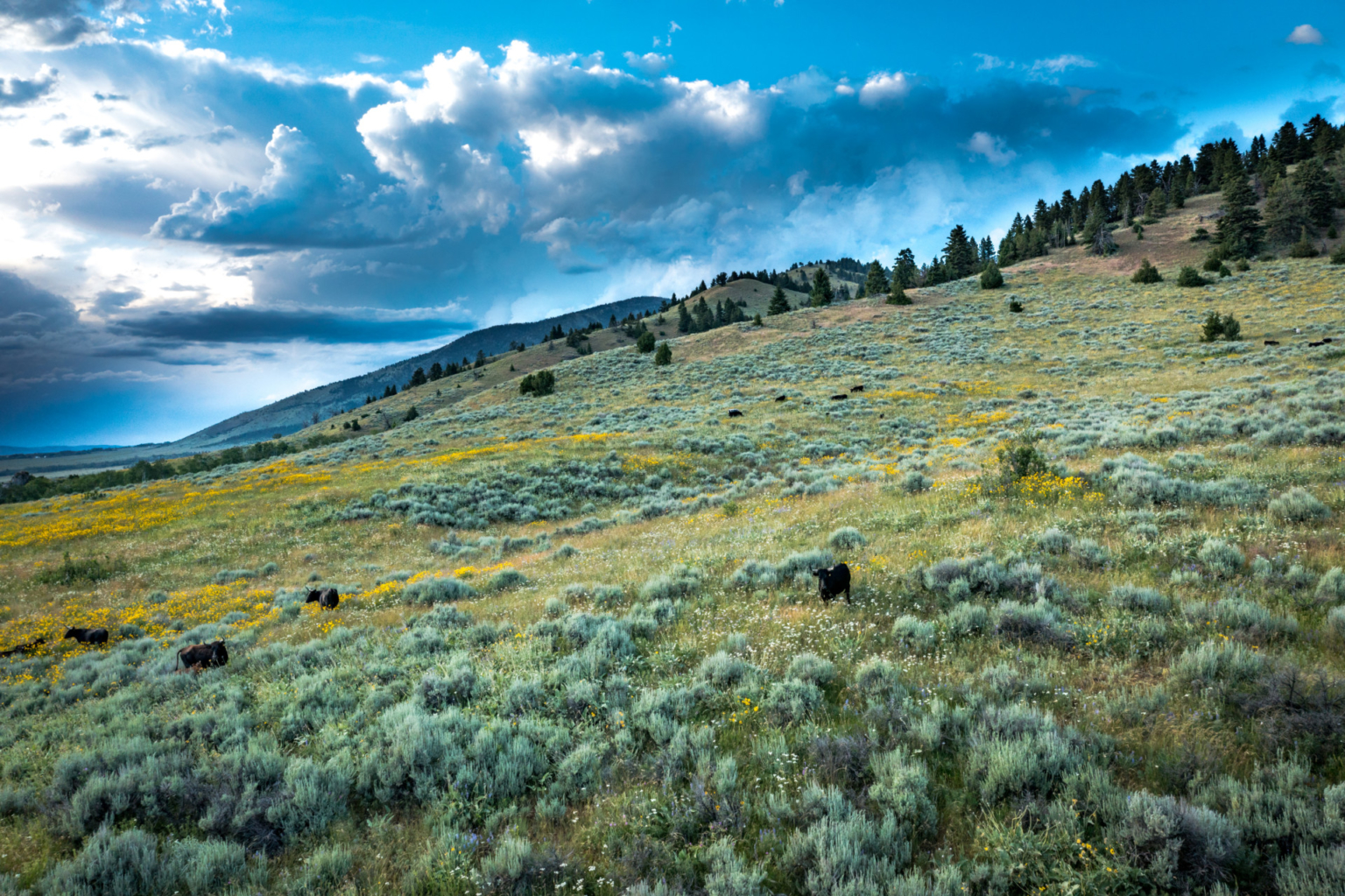 Bridger Foothills | Belgrade Montana | Fay Ranches