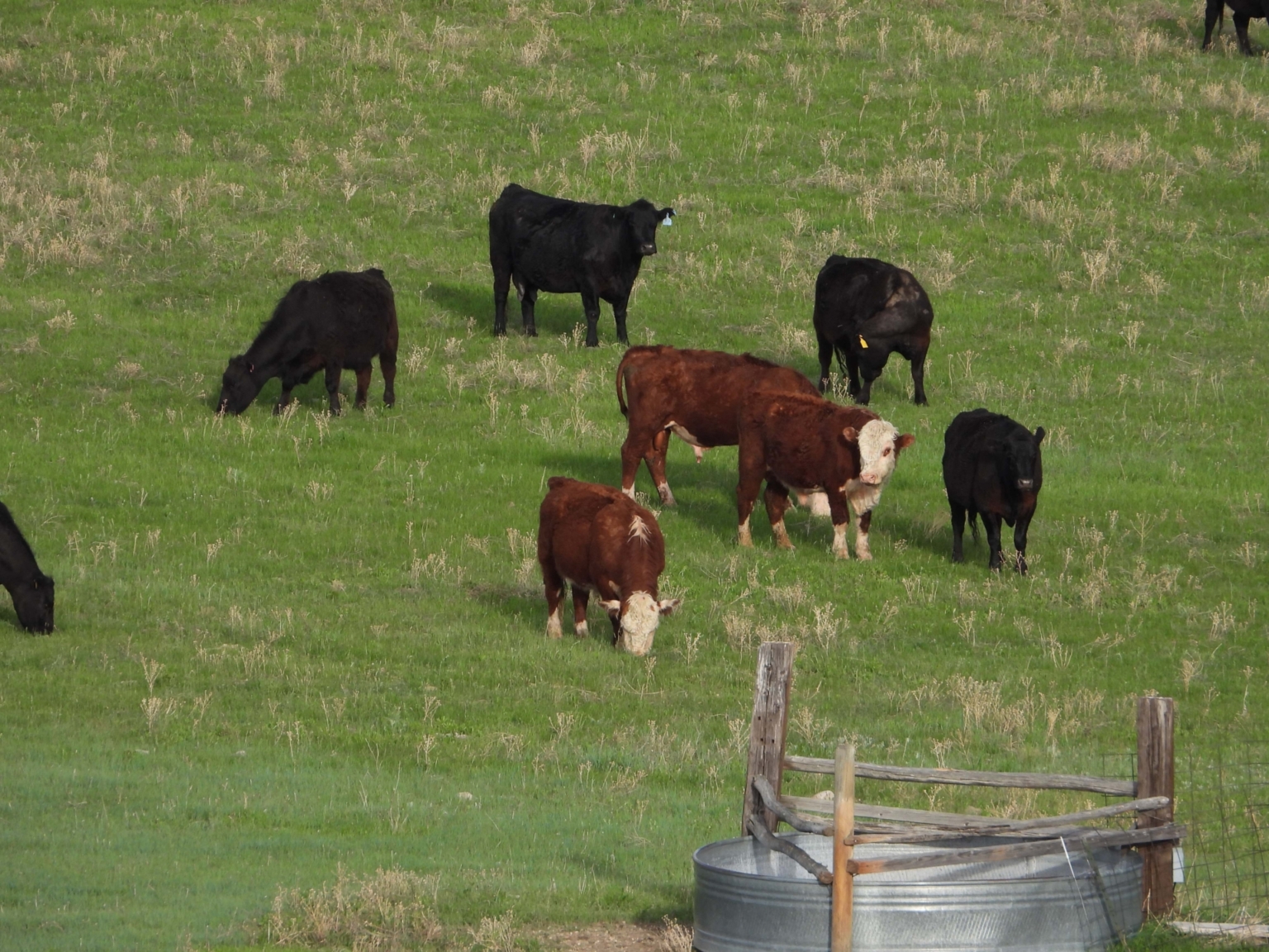 Beartooth Overlook | Fishtail Montana | Fay Ranches