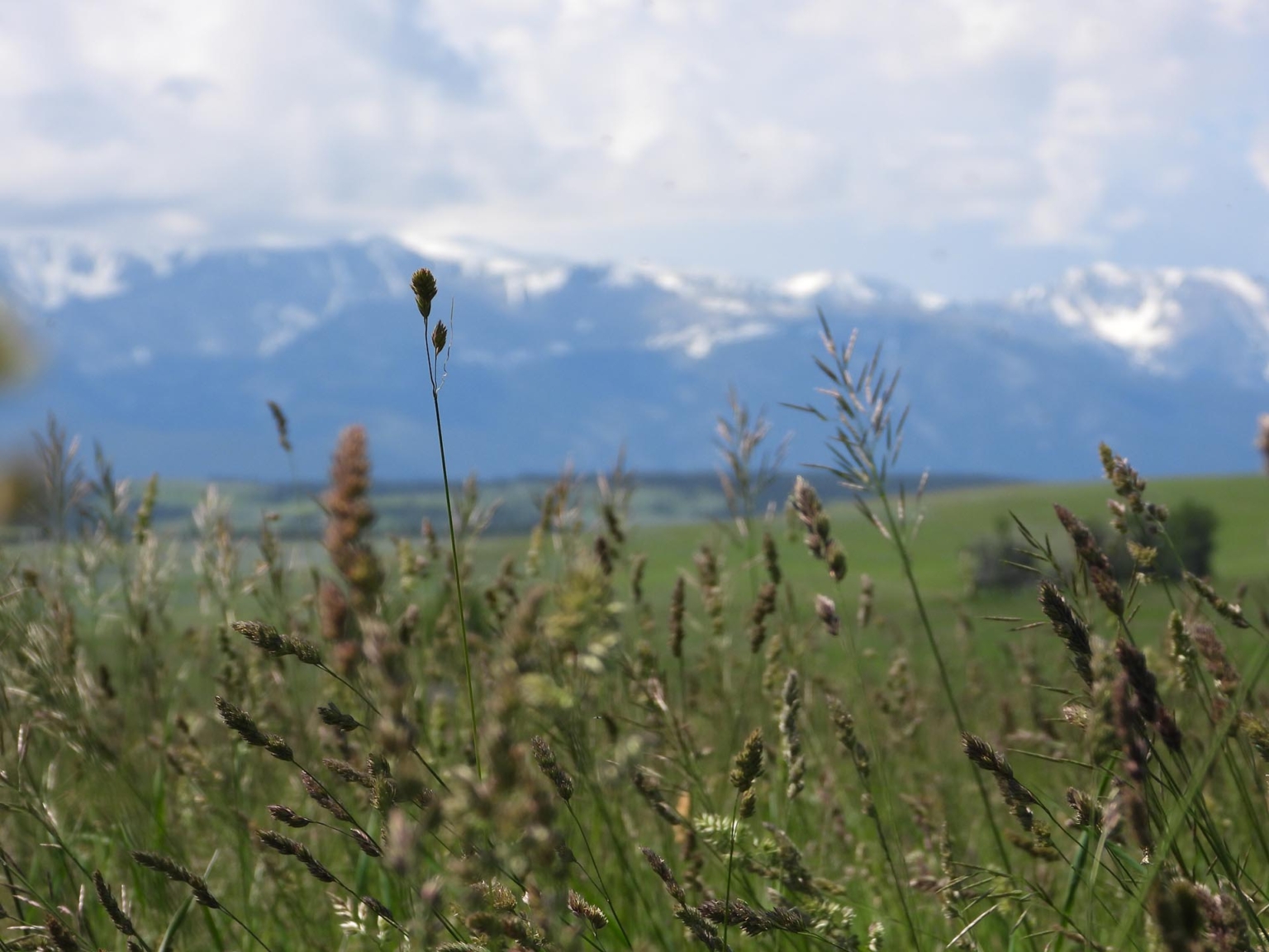Beartooth Overlook | Fishtail Montana | Fay Ranches