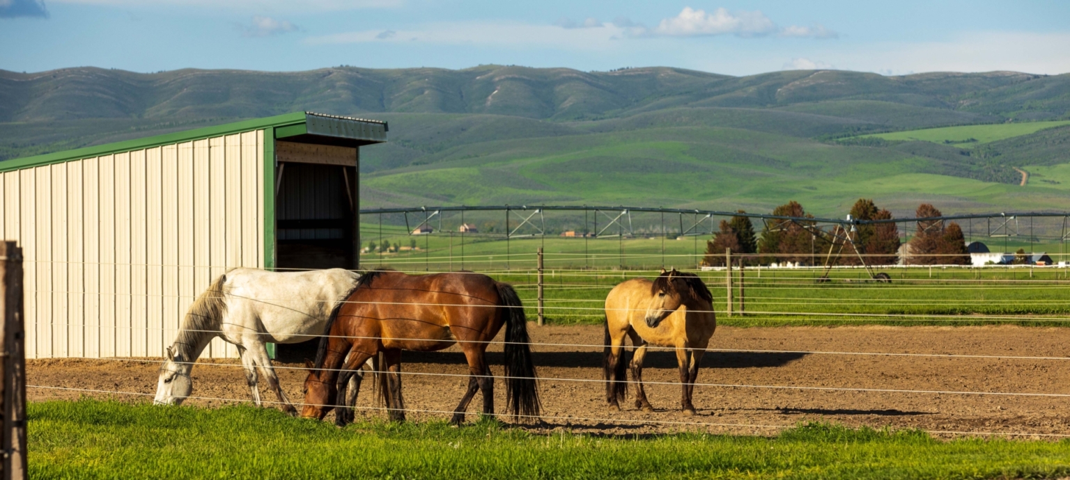 Knox Farm Equine Center | Chesterfield Idaho | Fay Ranches
