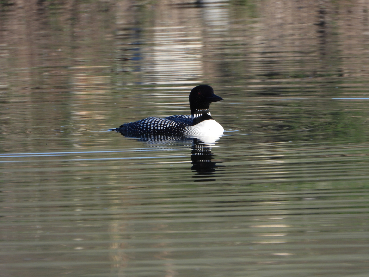 Beartooth Overlook | Fishtail Montana | Fay Ranches