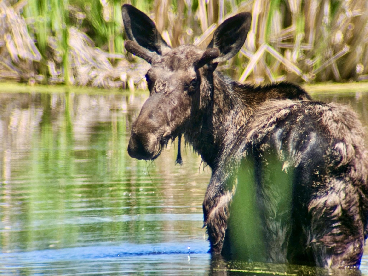 Beartooth Overlook | Fishtail Montana | Fay Ranches