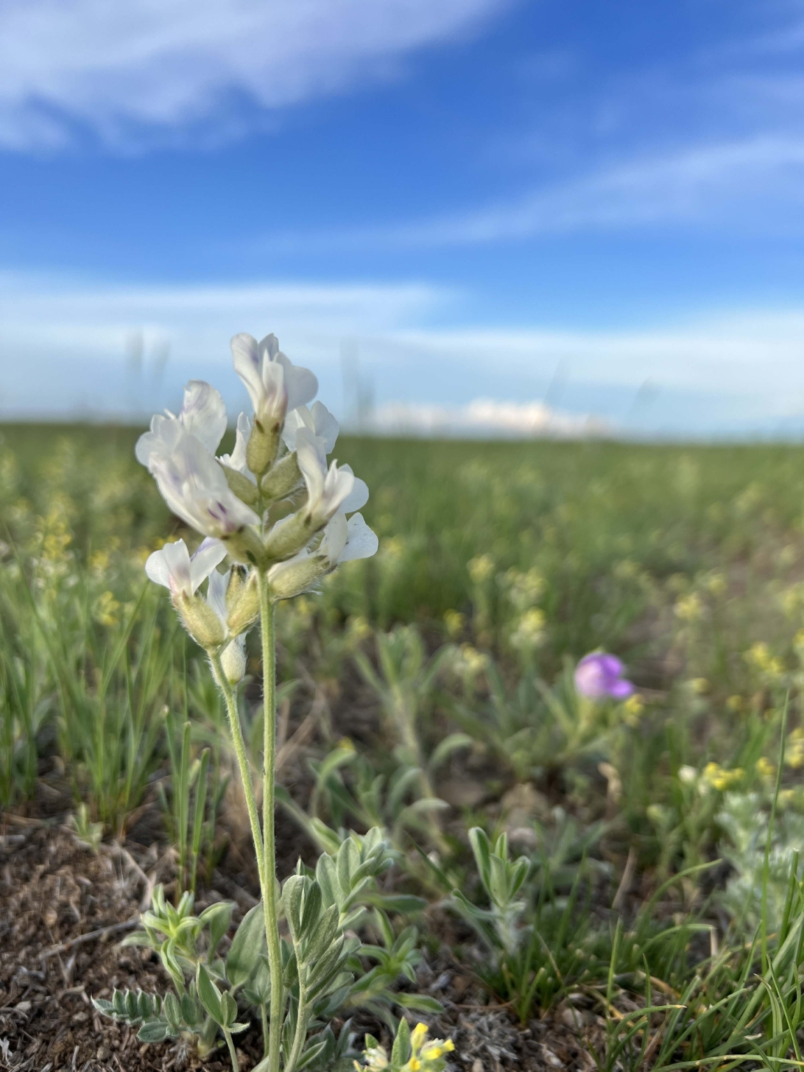 Beartooth Overlook | Fishtail Montana | Fay Ranches