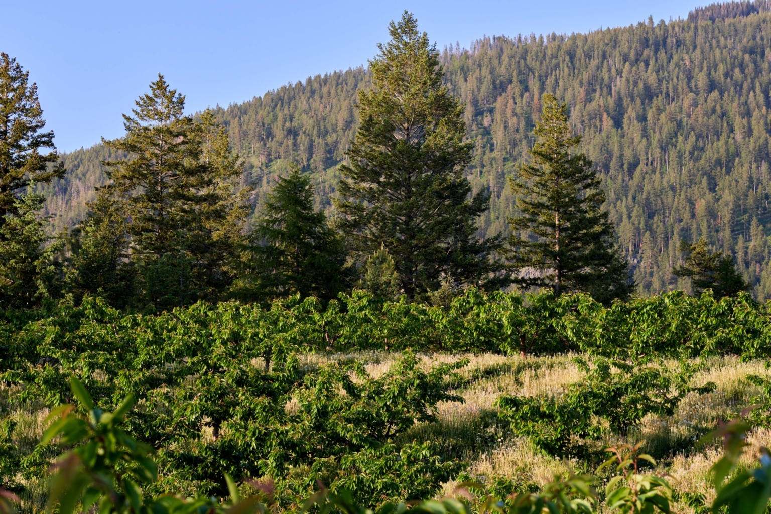 Sunset Vista Cherry Orchard | Polson Montana | Fay Ranches