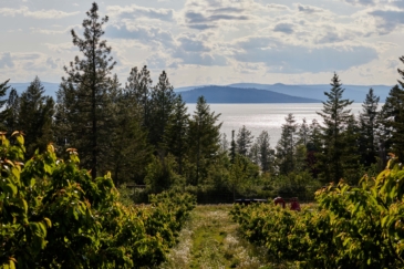 Sunset Vista Cherry Orchard Polson Montana Fay Ranches