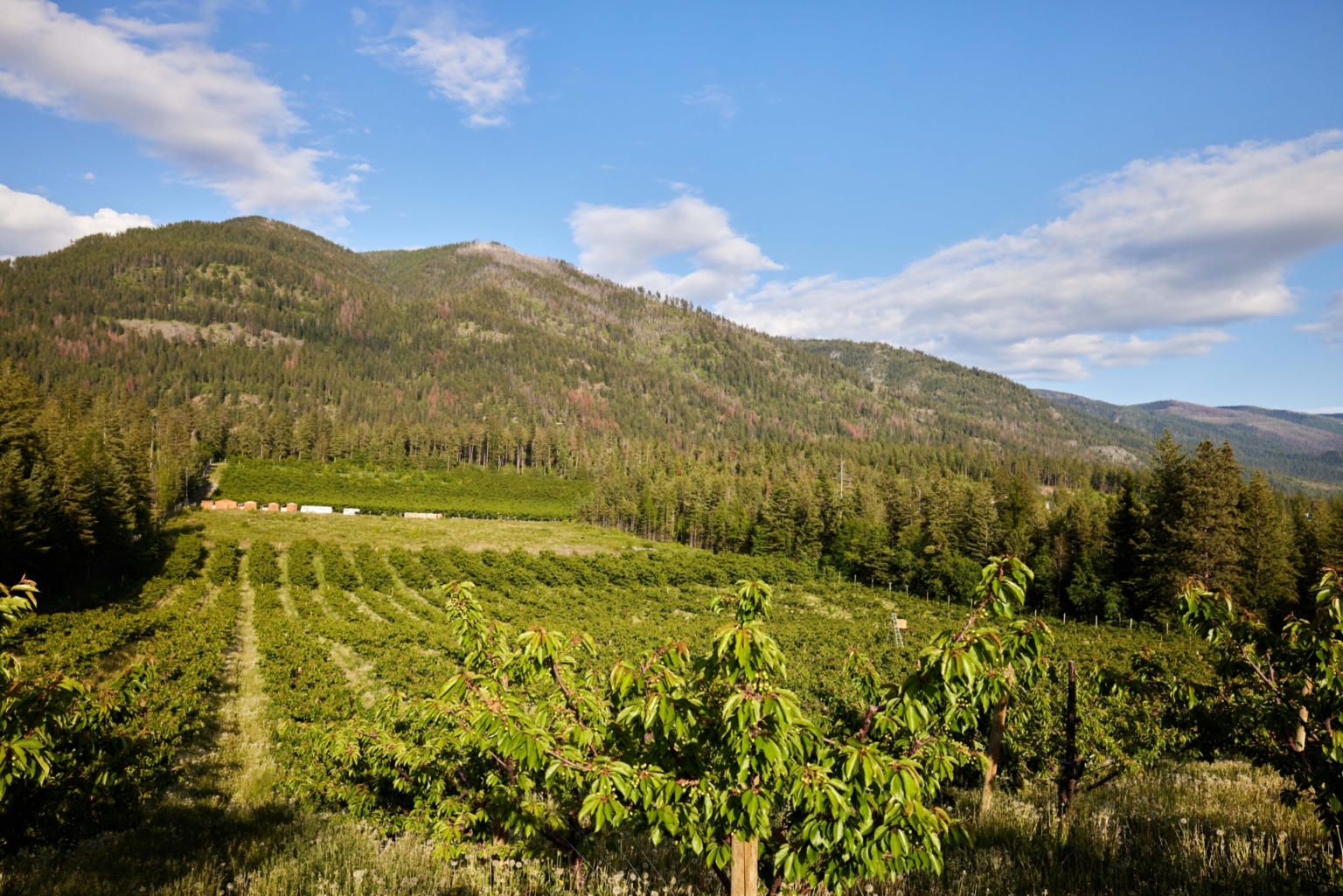 Sunset Vista Cherry Orchard | Polson Montana | Fay Ranches