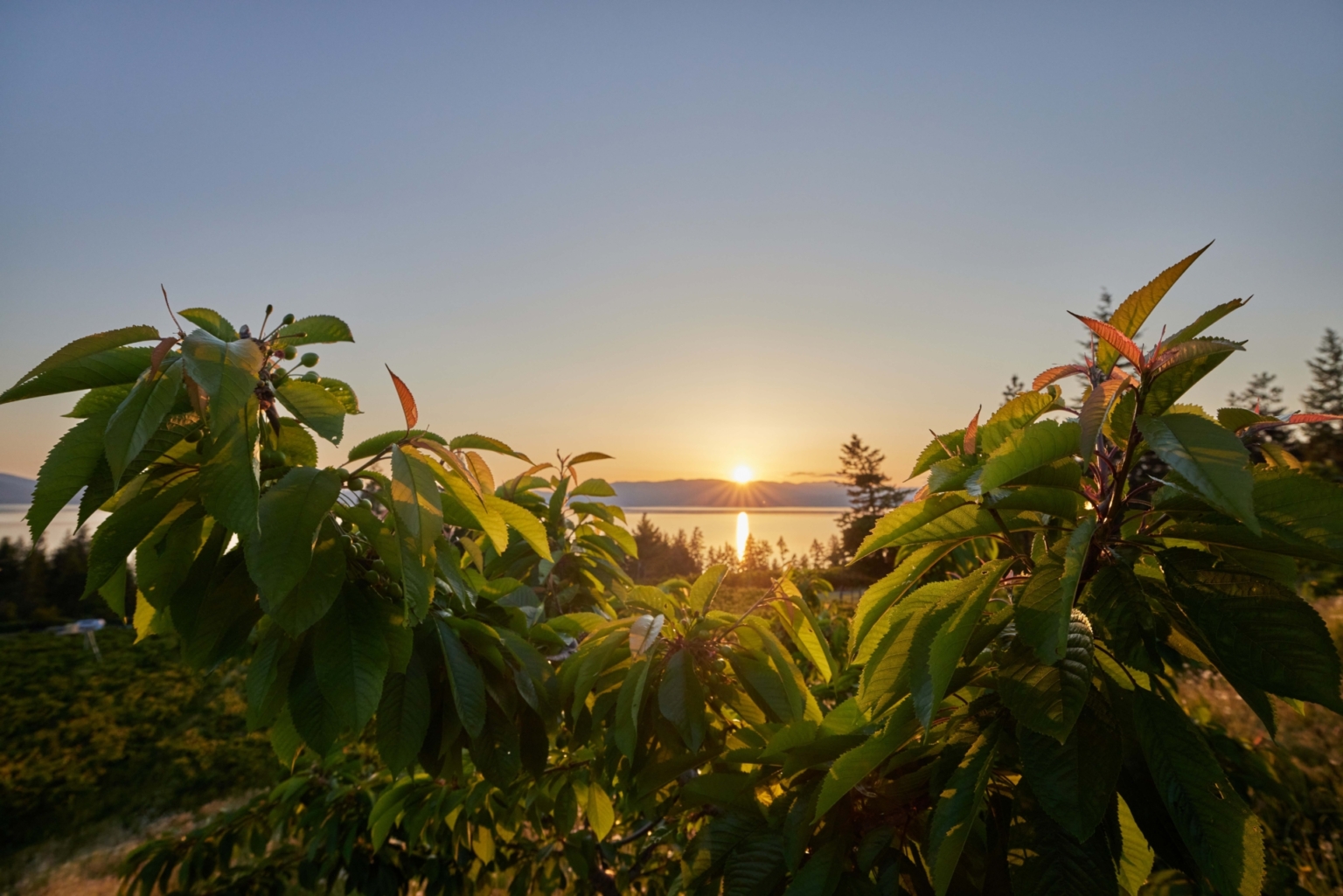 Sunset Vista Cherry Orchard | Polson Montana | Fay Ranches