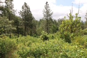 Nickel Mountain Ranch | Riddle Oregon | Fay Ranches