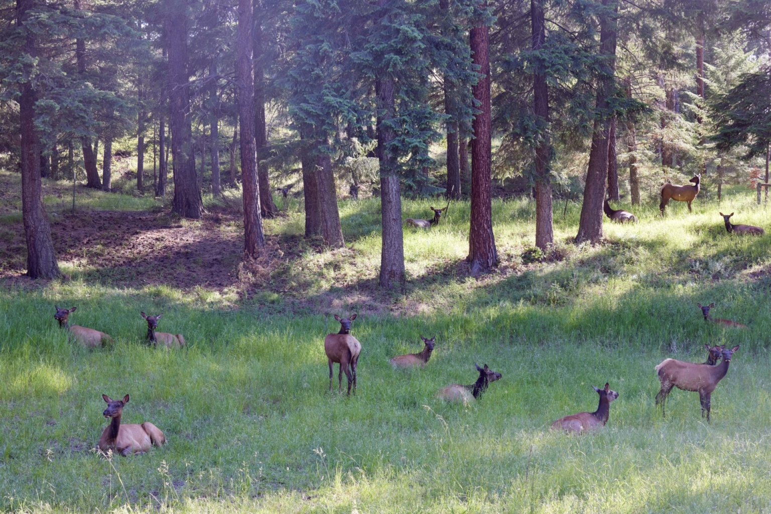 River View Ranch | Alberton Montana | Fay Ranches