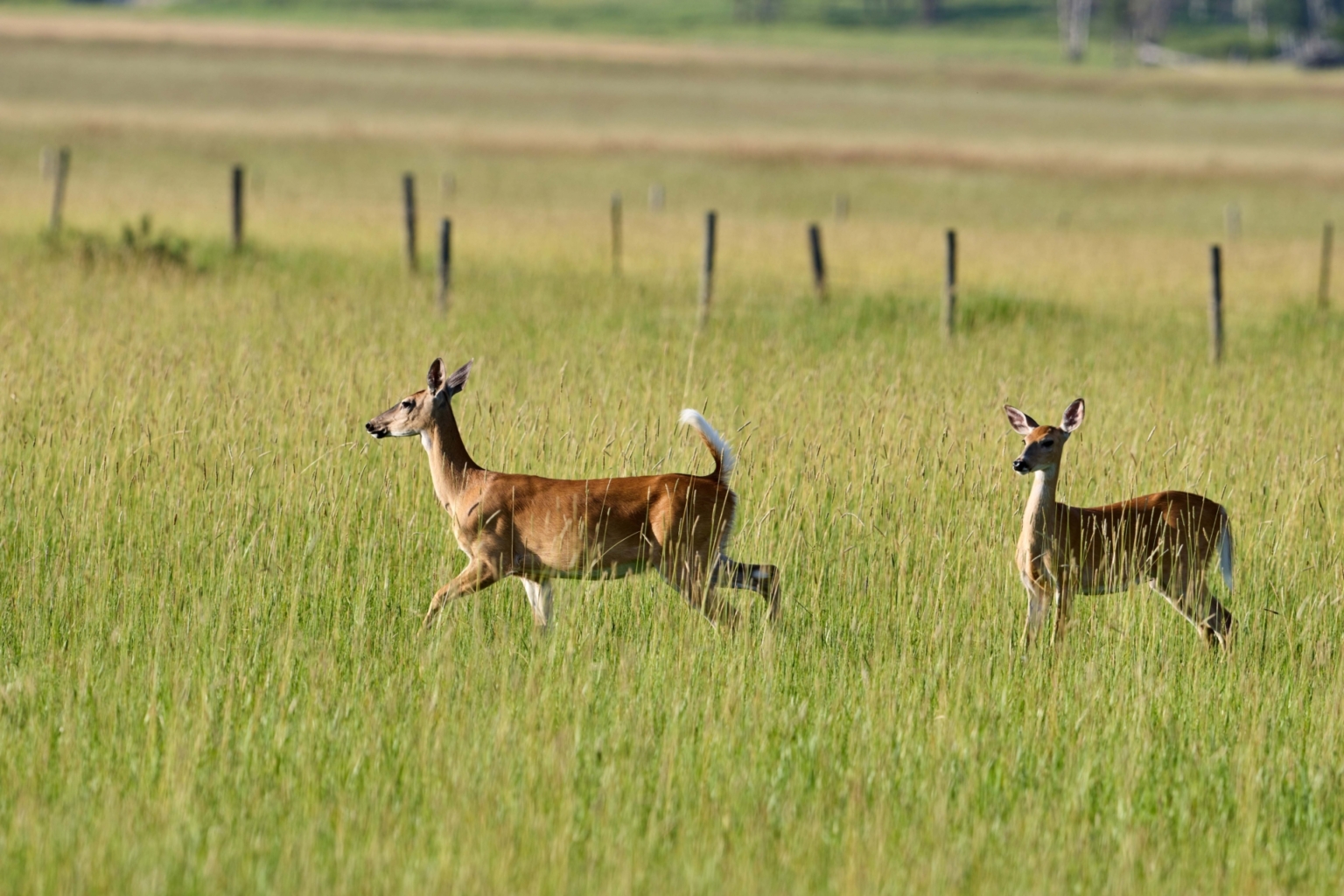 Browns Meadow Ranch | Kila Montana | Fay Ranches