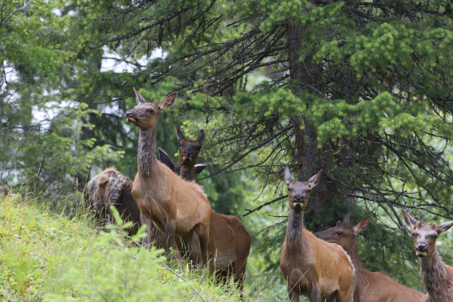 River View Ranch | Alberton Montana | Fay Ranches