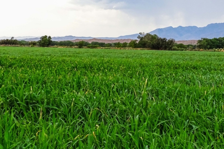 New Mexico Ranch Land Properties For Sale | Fay Ranches