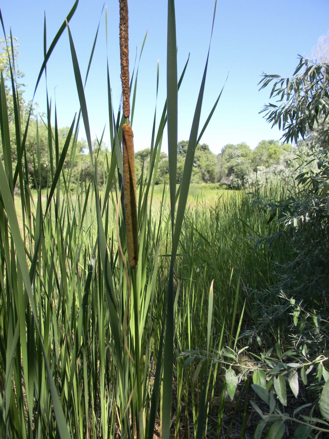 River Springs Ranch | Parma Idaho | Fay Ranches