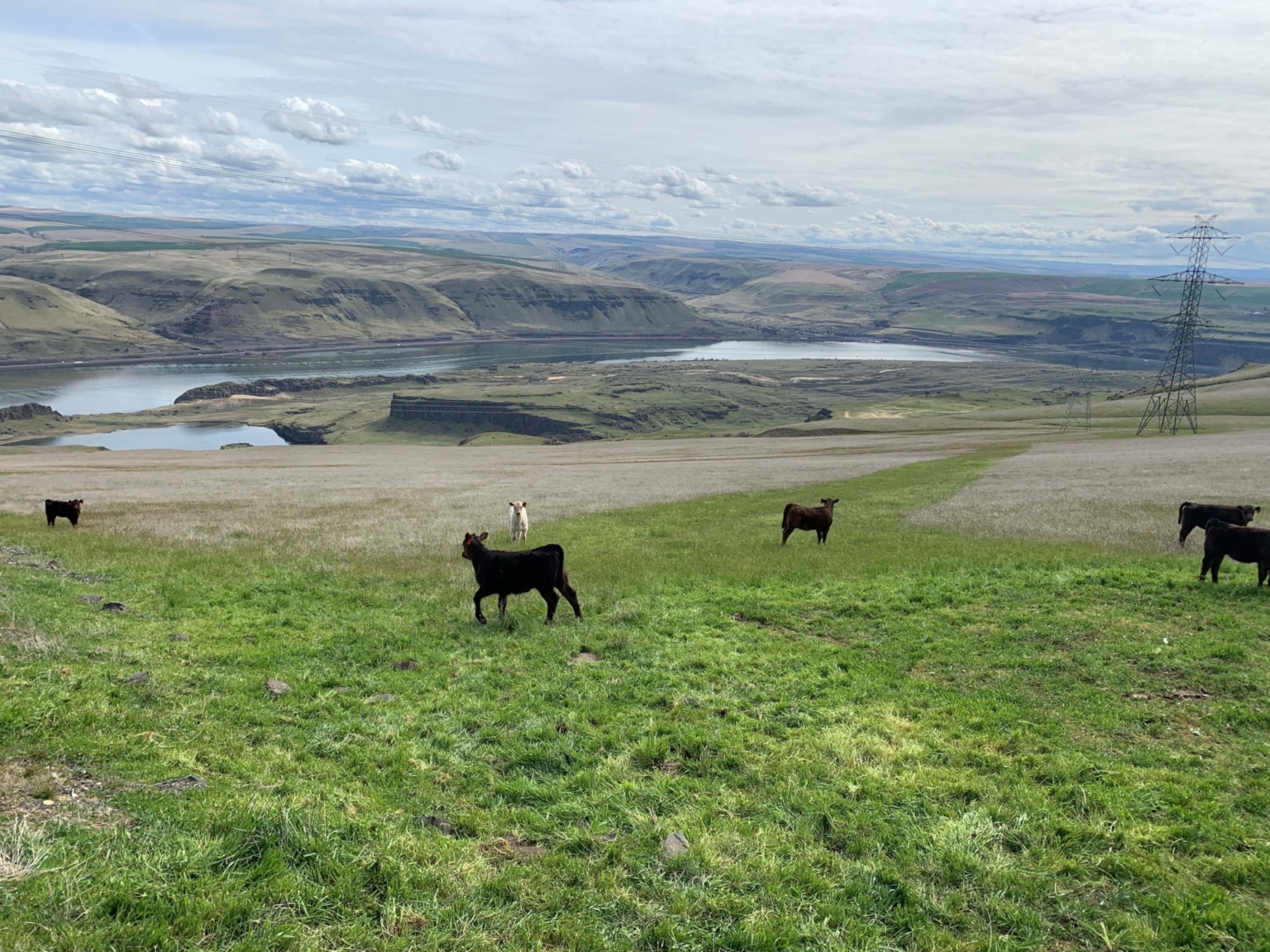 Columbia Gorge Cattle Ranch | Goldendale Washington | Fay Ranches