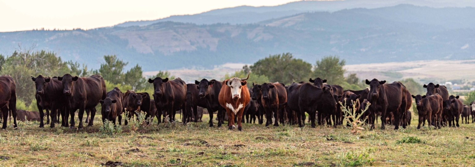 Mill Creek Ranchof the Upper Country | Council Idaho | Fay Ranches