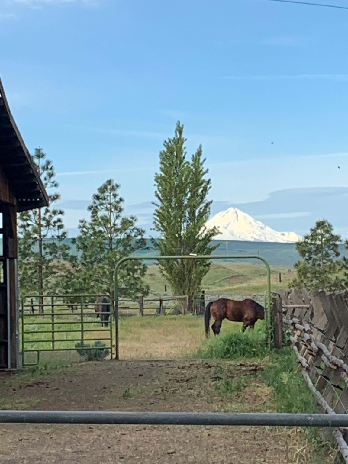 Columbia Gorge Cattle Ranch | Goldendale Washington | Fay Ranches