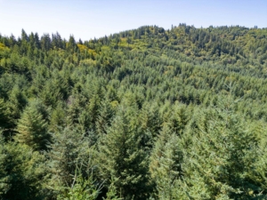 Upstream Timber and Cattle Ranch | Myrtle Point Oregon | Fay Ranches