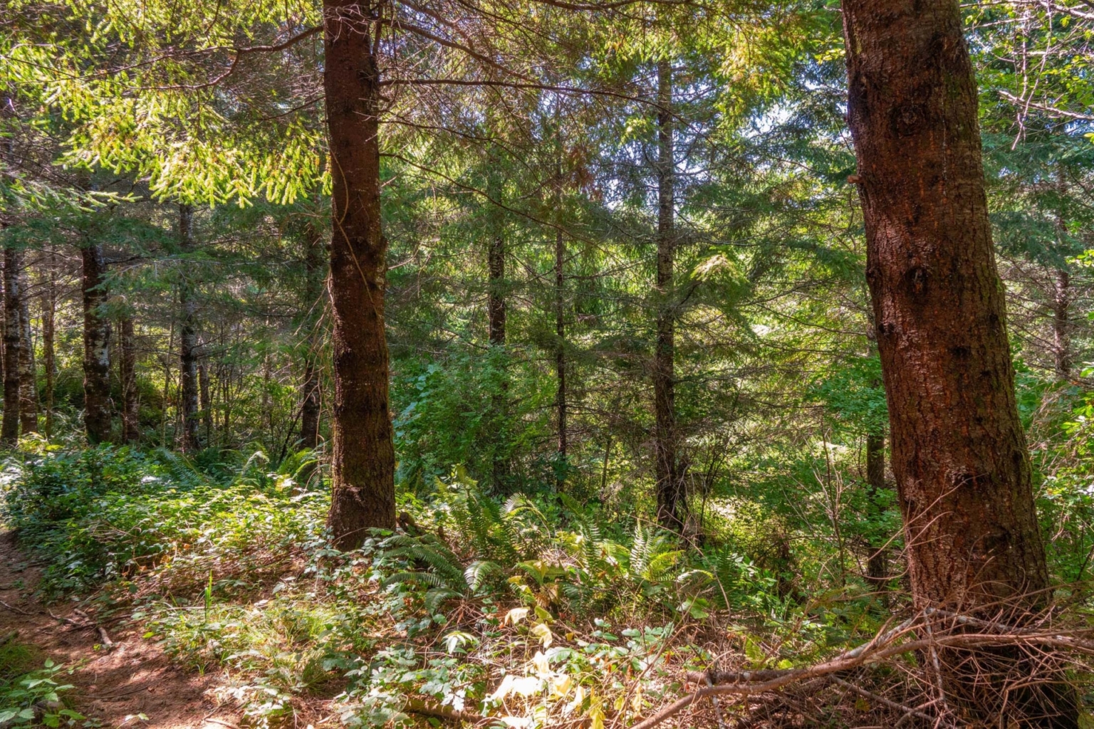 Upstream Timber and Cattle Ranch | Myrtle Point Oregon | Fay Ranches