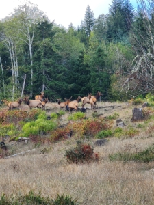 Upstream Timber and Cattle Ranch | Myrtle Point Oregon | Fay Ranches