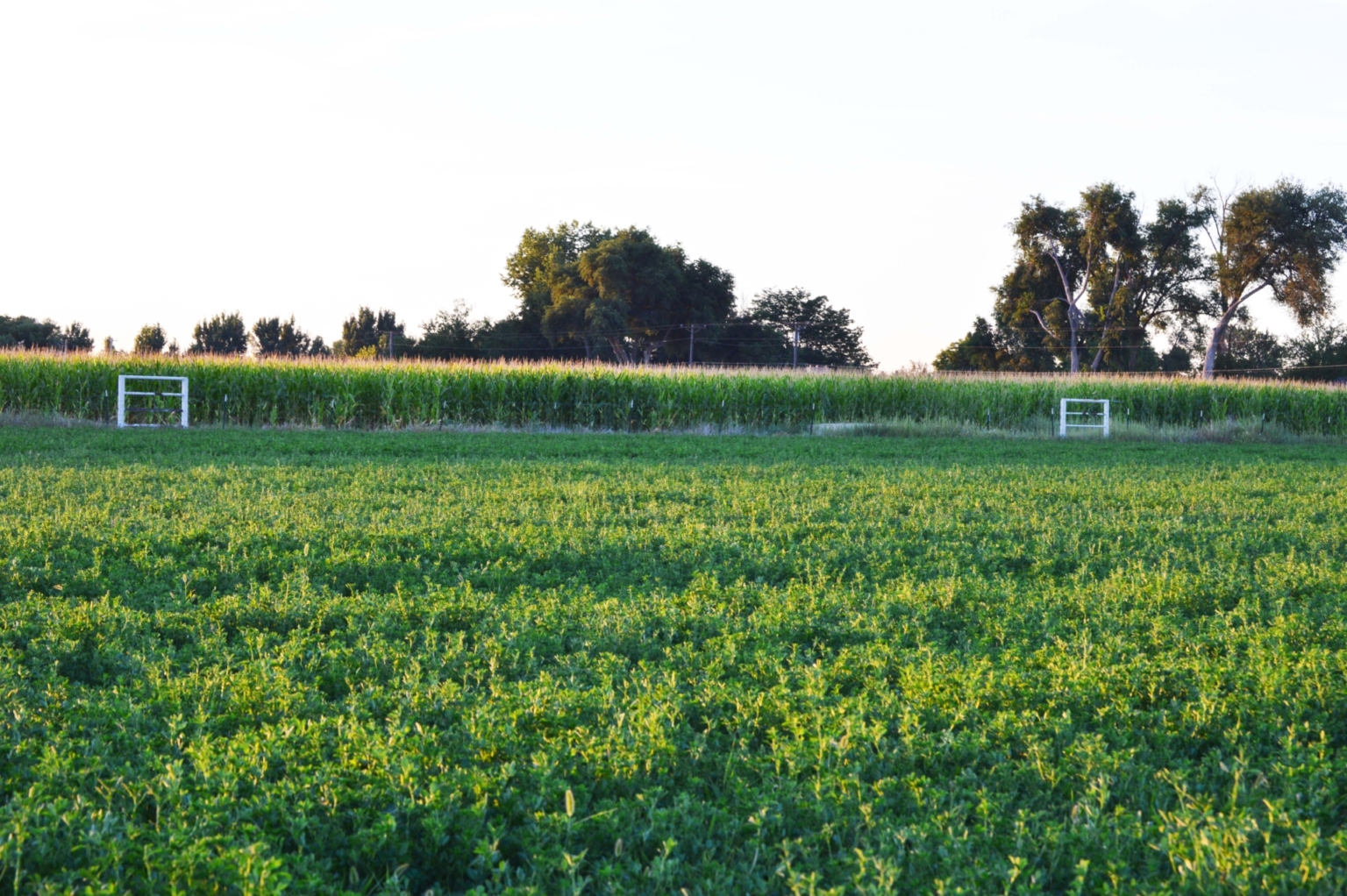 Williams Farm & Seed Company | Pueblo Colorado | Fay Ranches