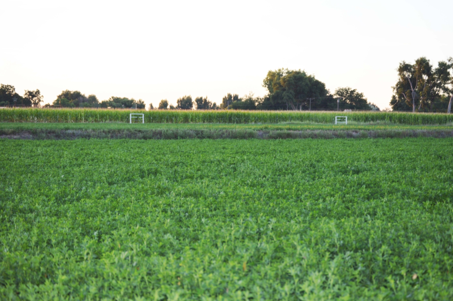 Williams Farm & Seed Company | Pueblo Colorado | Fay Ranches