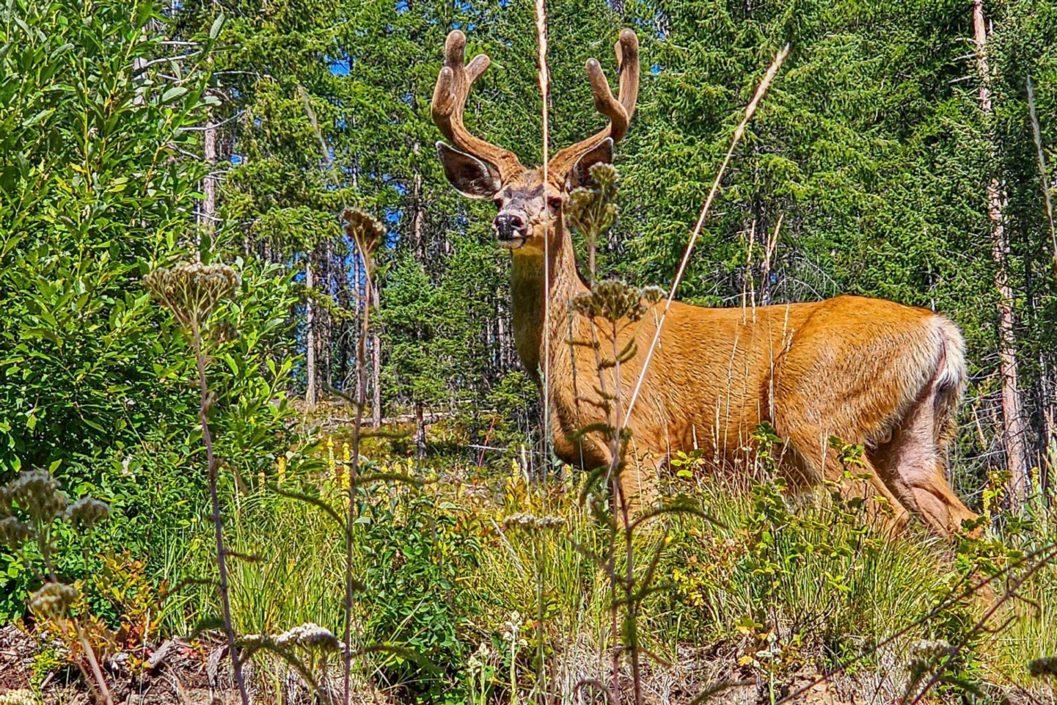 Storm King Ranch | Republic Washington | Fay Ranches