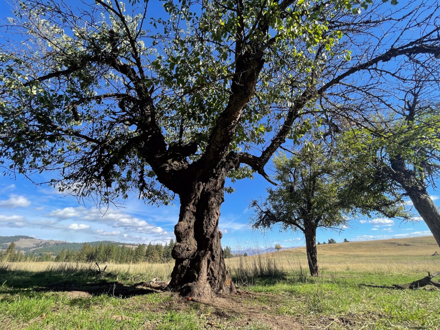 Hansen Ridge Ranch | Anatone Washington | Fay Ranches