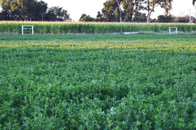 Williams Farm & Seed Company | Pueblo Colorado | Fay Ranches